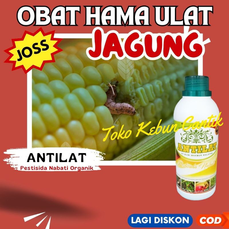 Jual Obat Hama Ulat ANTILAT 500ML – Pembasmi Ulat Gryak, Ulat Pemakan Batang, dan Ulat Daun pada ...