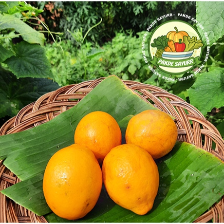Jual Jeruk Lemon Segar Fresh Harga per 1 buah (1pcs) | Shopee Indonesia