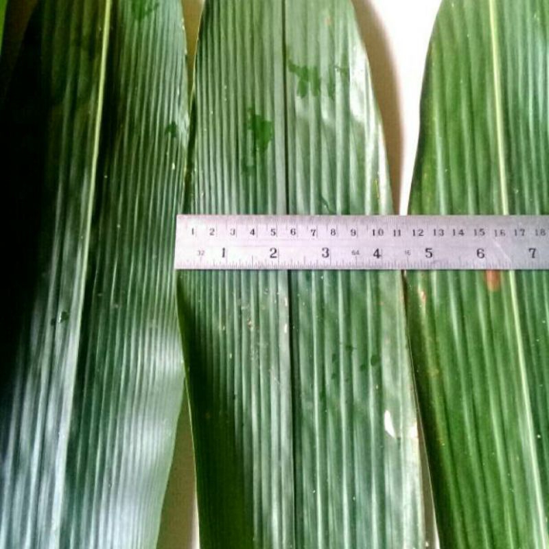 Jual daun bambu super jumbo segar 100 lembar | Shopee Indonesia