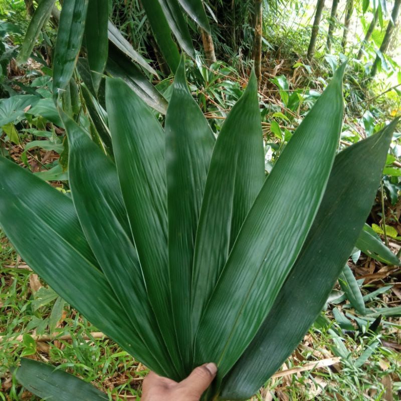 Jual Daun bambu murah 70 lembar | Shopee Indonesia