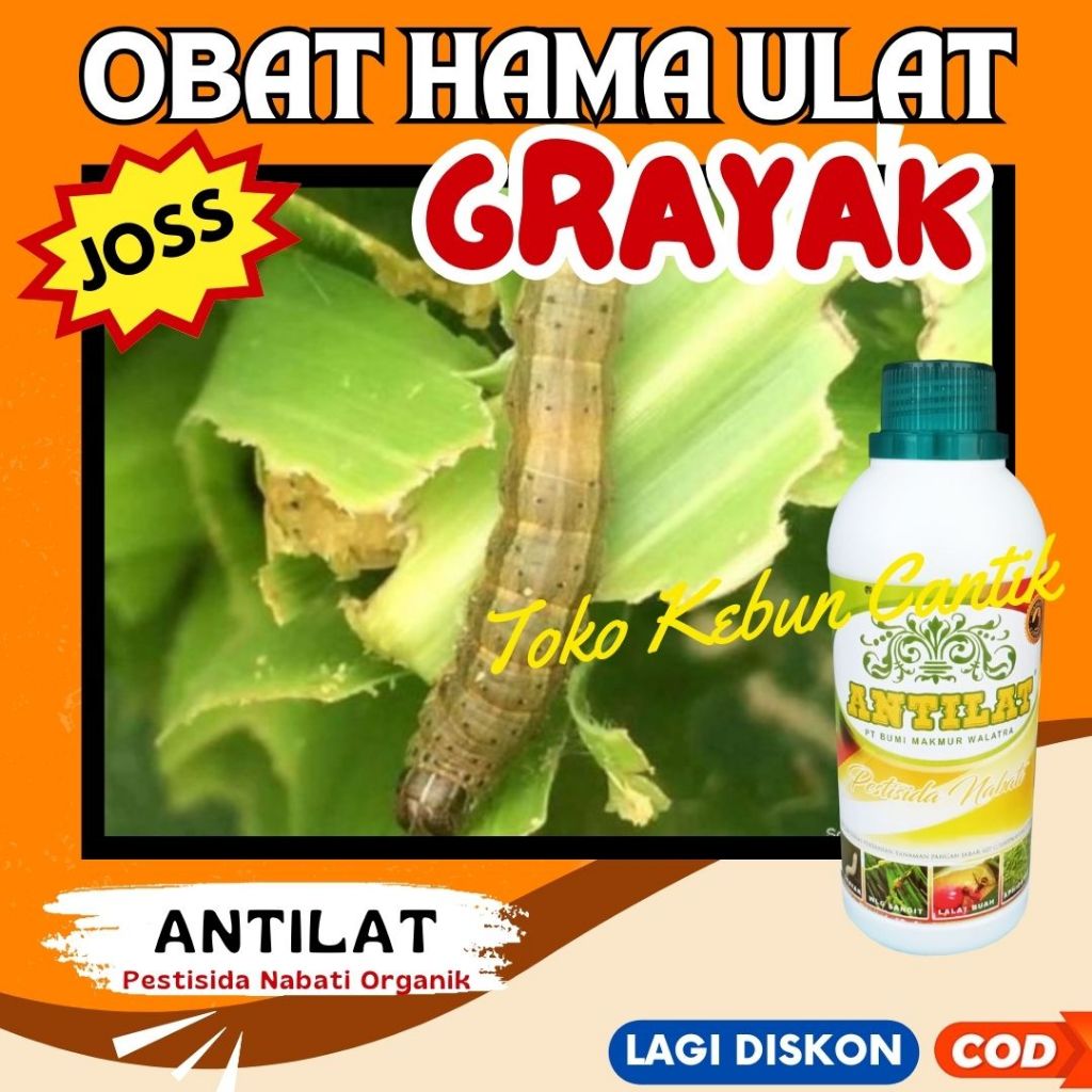 Jual Obat Hama Ulat ANTILAT 500ML – Pestisida Organik Pembasmi Ulat ...