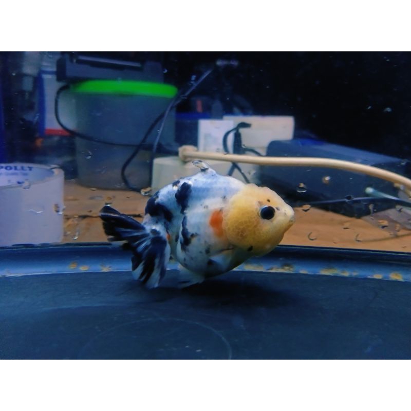 Jual koki ranchu lionchu shark sapi | Shopee Indonesia