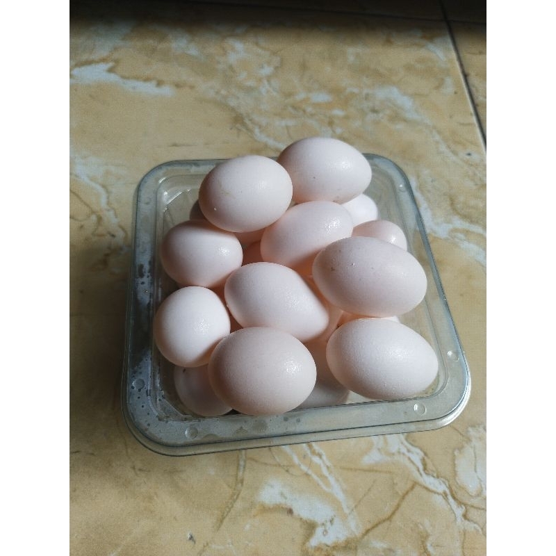 Jual telur burung dara telor merpati asli per 5 butir | Shopee Indonesia