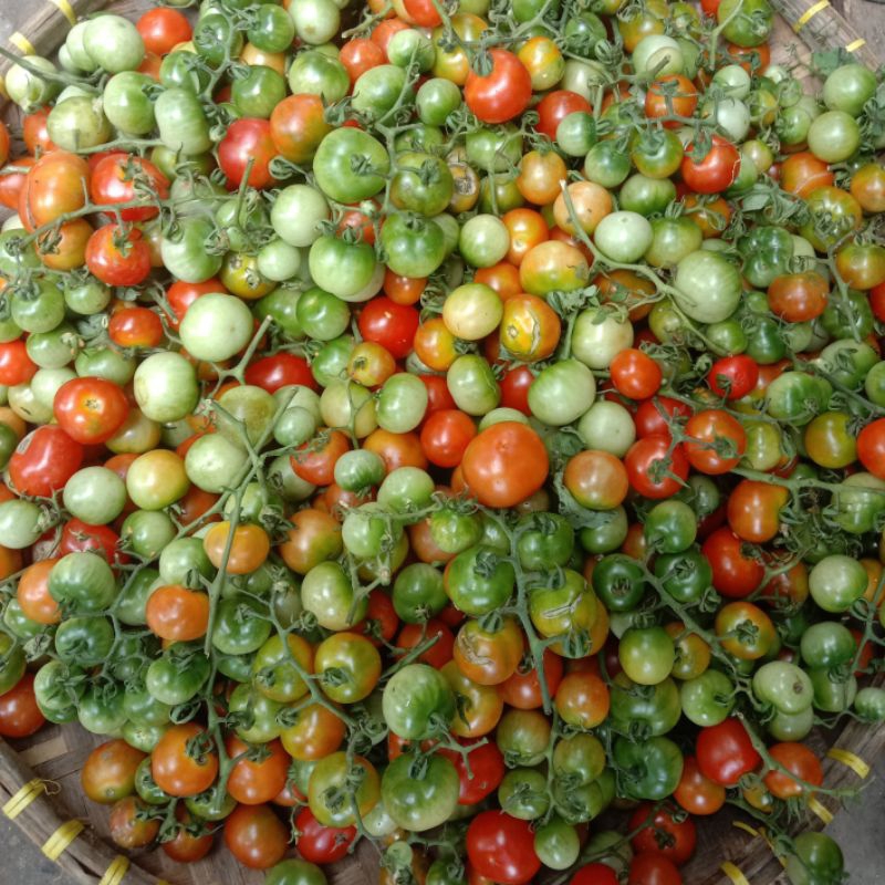 Jual Tomat Rampai Kecil Buah Segar 250 g | Hasil Lampung | Shopee Indonesia