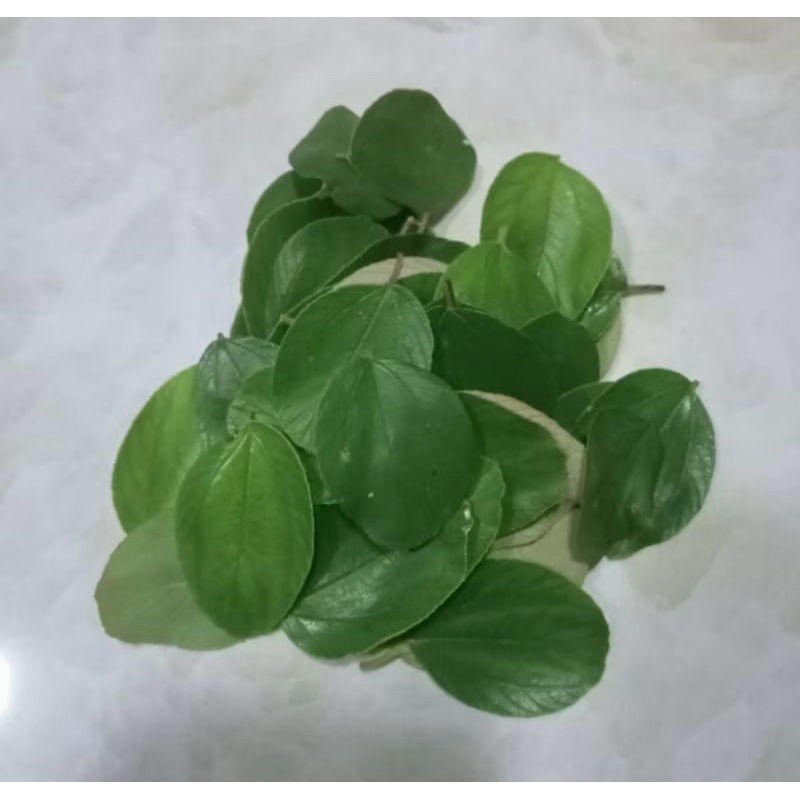 Jual Daun bidara Arab 50 (lembar) | Shopee Indonesia