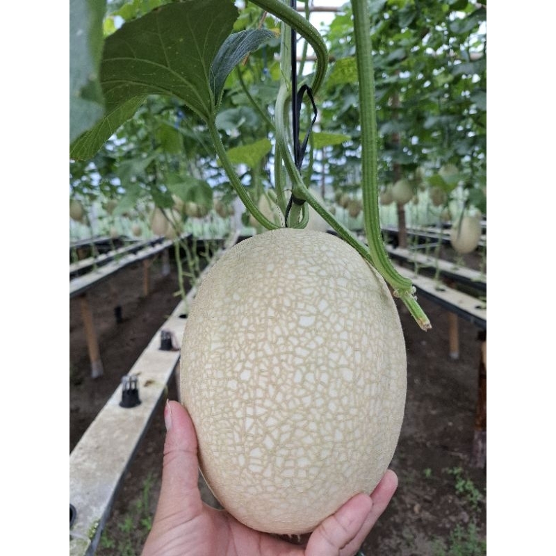 Jual Buah sweetnet honey , Buah melon segar,fresh premium jumbo ...