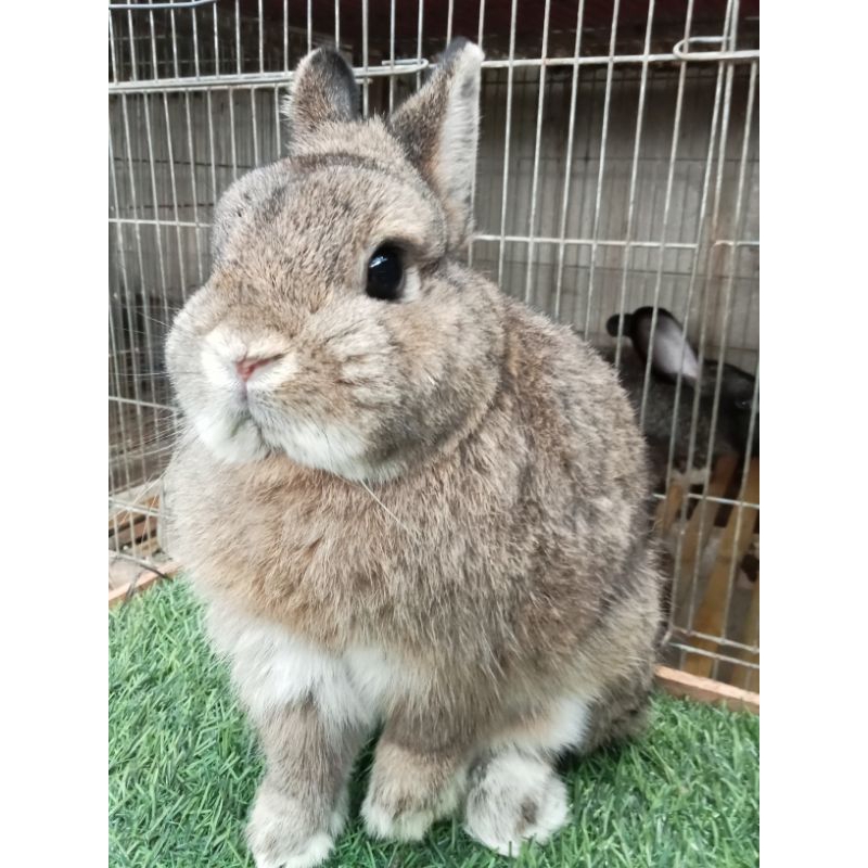 Jual Kelinci Mini Dwarf Indukan | Shopee Indonesia