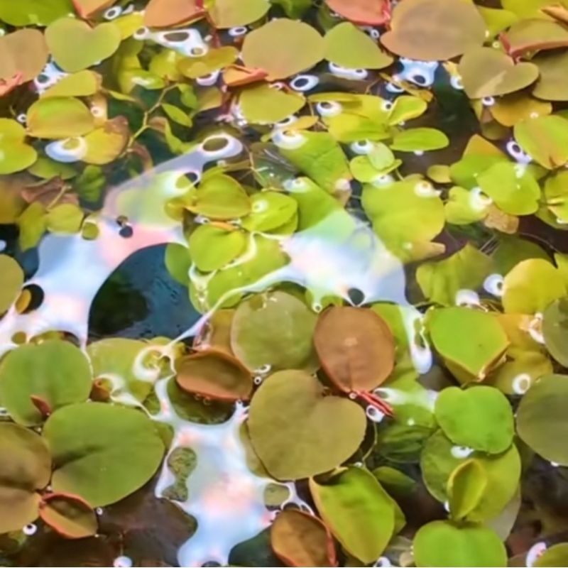 Jual Red Root Floater | Akar merah apung | Tanaman air Aquascape ...