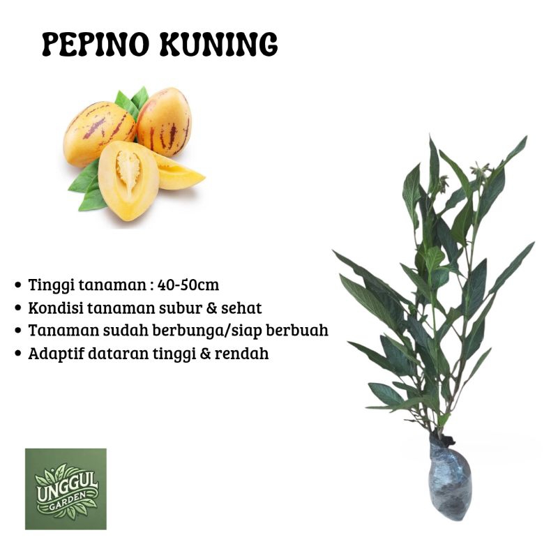Jual Bibit Tanaman Buah Pepino Kuning Pepino Melon GARANSI BUAH KUNING ...