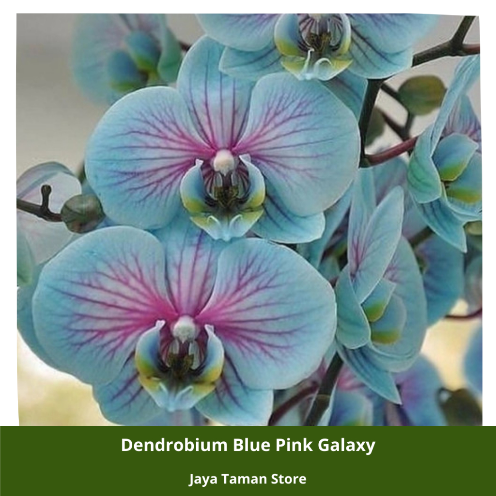 Jual Promo COD!!! Seedling Anggrek Dendrobium Blue Pink Galaxy - Bibit ...