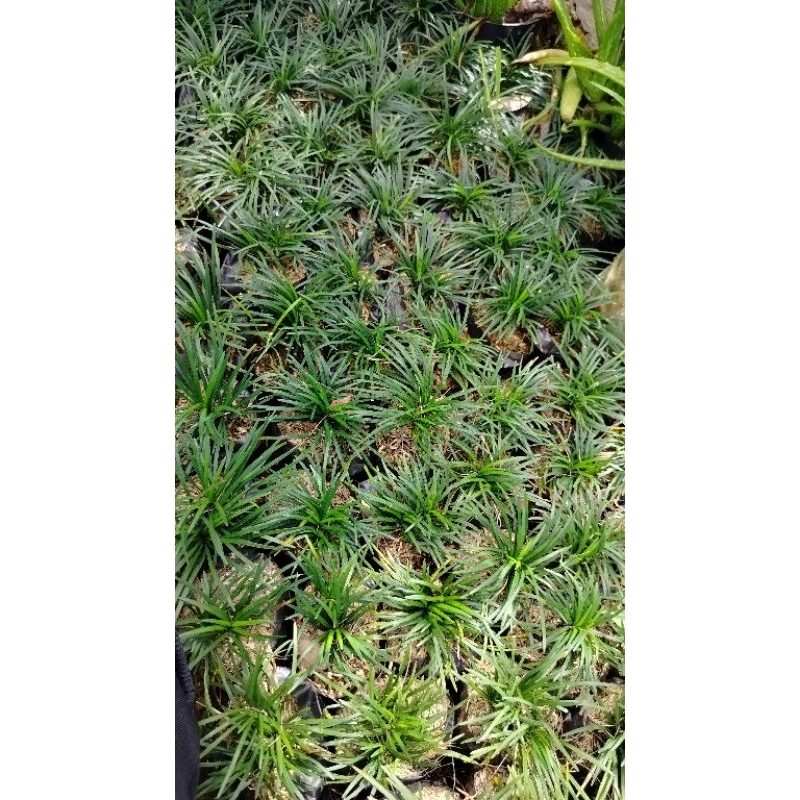 Jual Tanaman Pengganti Rumput atau List Taman Kucai mini | Shopee Indonesia