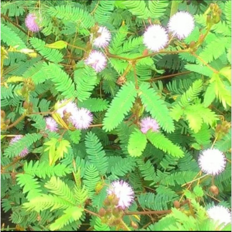 Jual SEGER WARAS_ID POHON PUTRI MALU 10 BATANG BESERTA AKAR AKARNYA ...