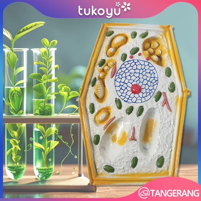 Jual Plant Cell Anatomy Model Science Classroom Accessories-Cross ...