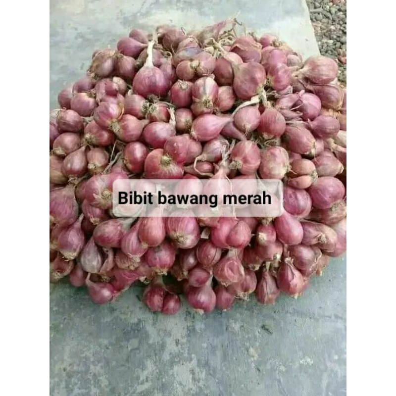Jual (Raja Bawang Garut)Bibit benih bawang merah kering tinggal tanam ...