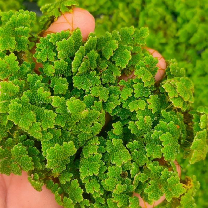 Jual azolla microphylla 1 kg. bibit azolla unggul | Shopee Indonesia