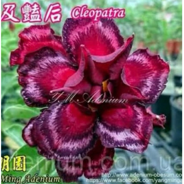 Jual ADENIUM BUNGA TUMPUK ID CLEOPATRA | Shopee Indonesia