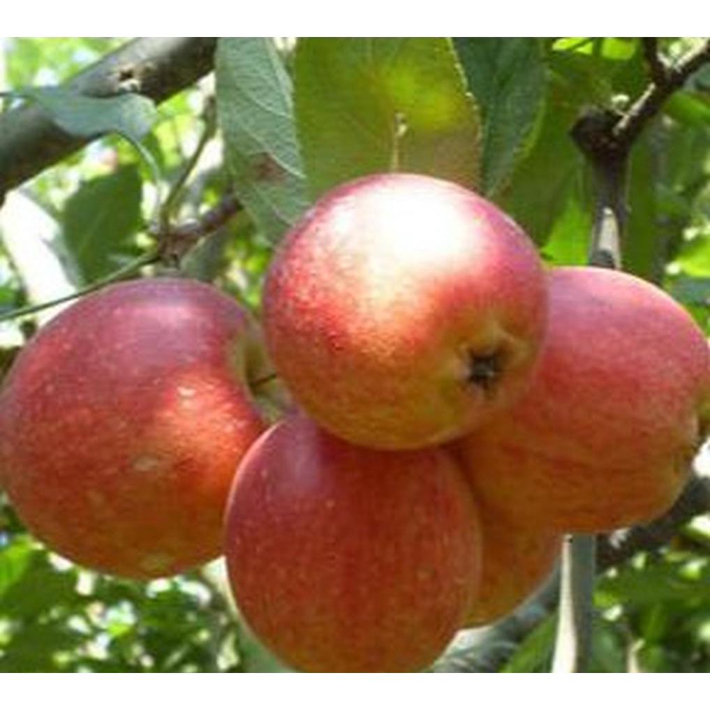 Jual Bonsai Apel Anna Batang Besar Pot Besar | Shopee Indonesia