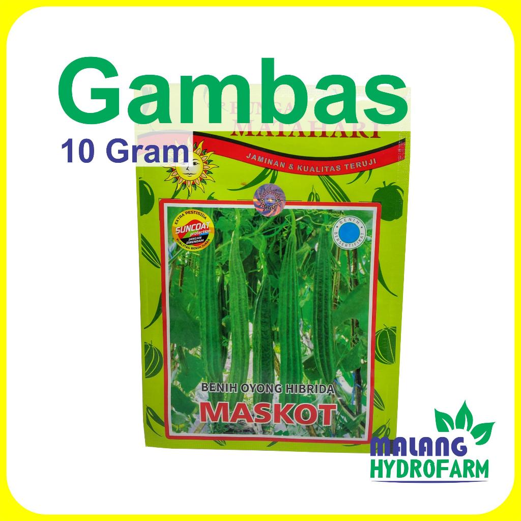 Jual Benih Gambas Maskot 10 g Cap Bunga Matahari dataran rendah sampai ...