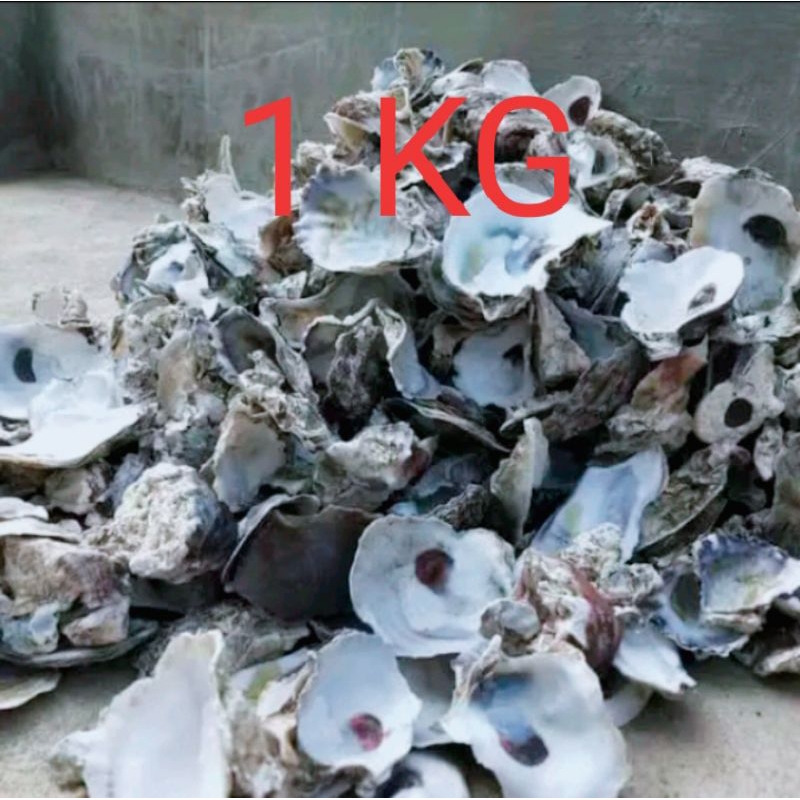 Jual Cangkang Kerang Tiram Kulit Kerang Oyster Teritip Filter Kolam ...