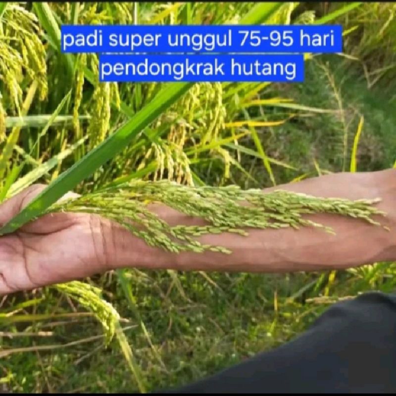 Jual BENIH BIBIT PADI UMUR 75/95 HST SUPER UNGGUL BERKUALITAS 1KG | Shopee Indonesia