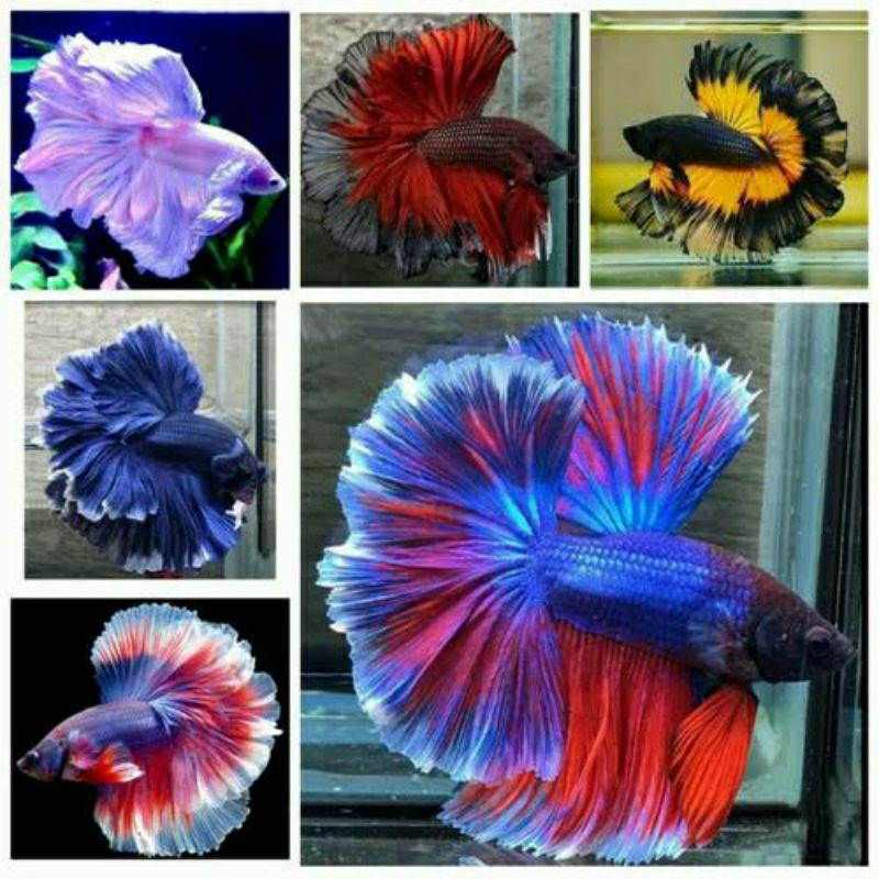 Jual Cupang Halfmoon male random / hiasan aquarium / obat ikan ...