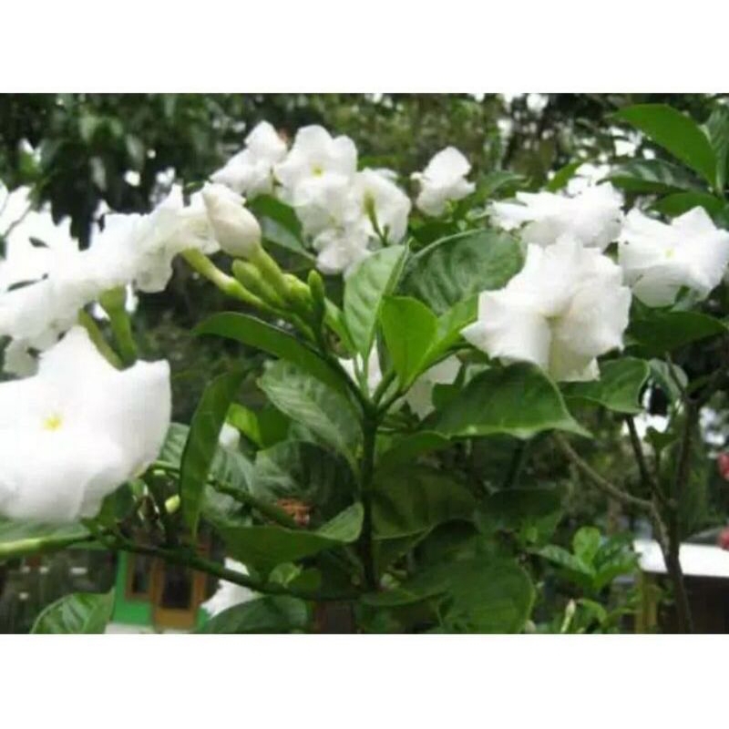 Jual DAUN KACA PIRING SEGAR | KACA PIRING | GARDENIA AGUSTA LANGSUNG ...