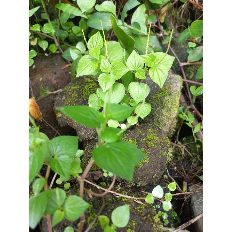 Jual Sirih china / tumpangan air 1kg fresh | Shopee Indonesia