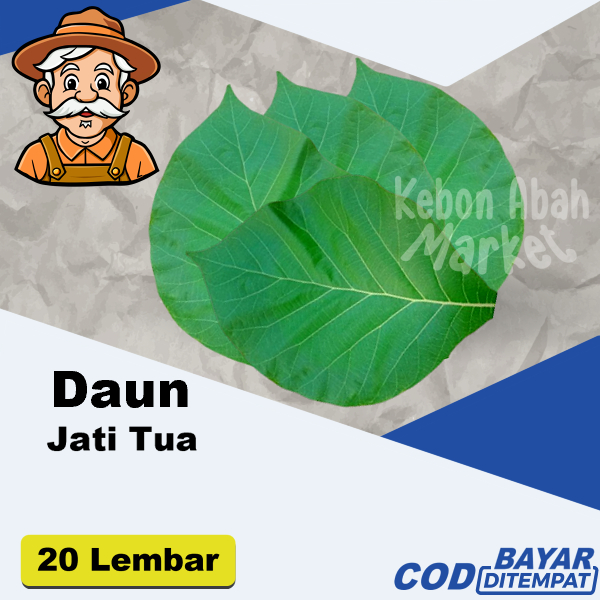 Jual Daun Jati Tua Segar Fresh 20 Lembar Langsung Petik Dadakan Obat ...