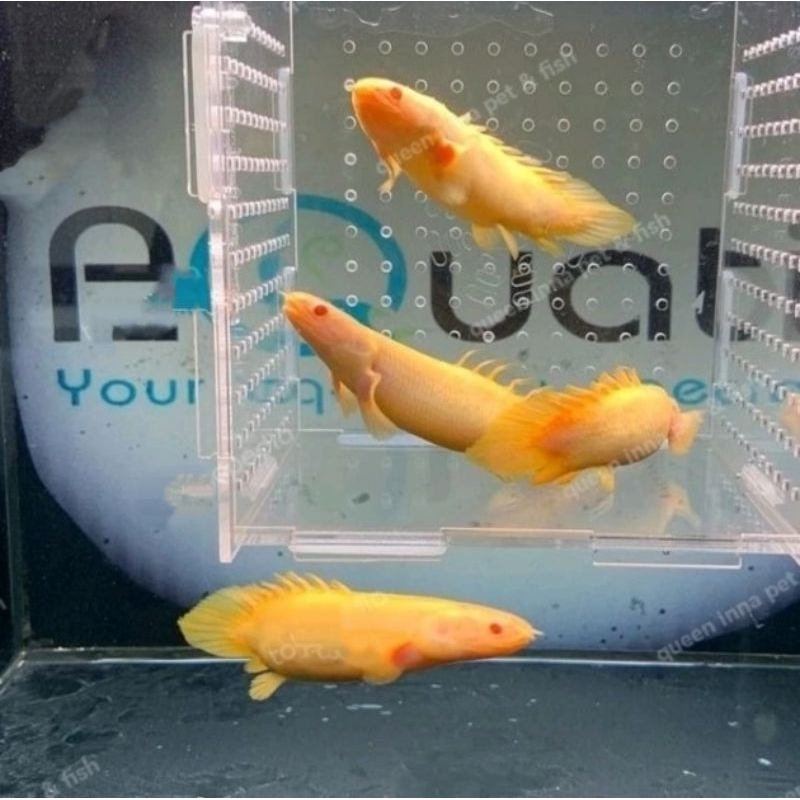 Jual Palmas Albino Short Body | Palmas Albino Senegalus SB | Shopee ...