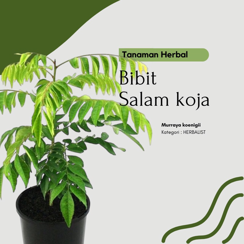 Jual Tanaman Herbal / Toga / Daun Kari / Daun Salam Koja | Shopee Indonesia