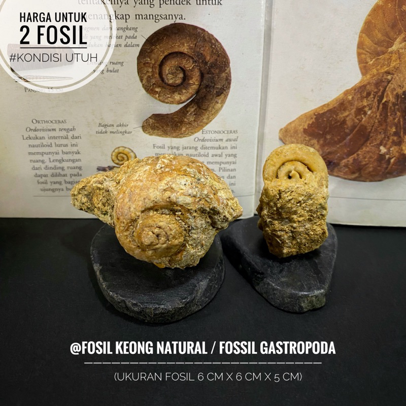 Jual Fosil Keong Purba Natural B66 atau Fossil Gastropoda atau Fosil ...