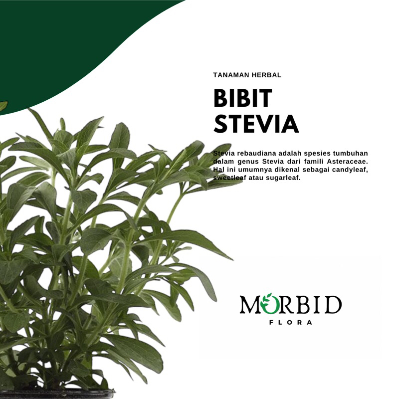 Jual Tanaman Stevia Daun Manis ( Pengganti Gula ) | Shopee Indonesia