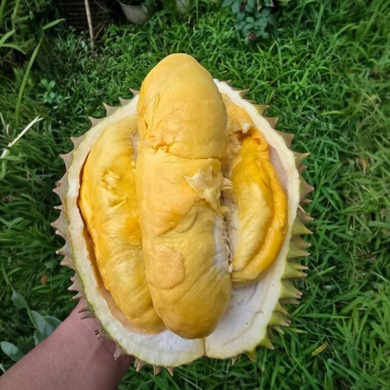 Jual durian montong bali utuh berat 2kg | Shopee Indonesia