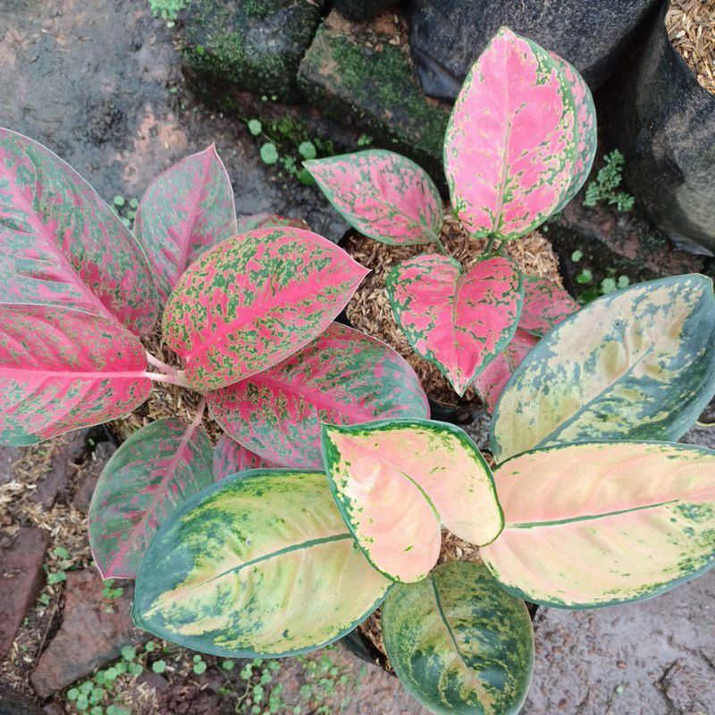 Jual paket aglonema dut anjamani, sultan Brunai, red Stardust | Shopee ...