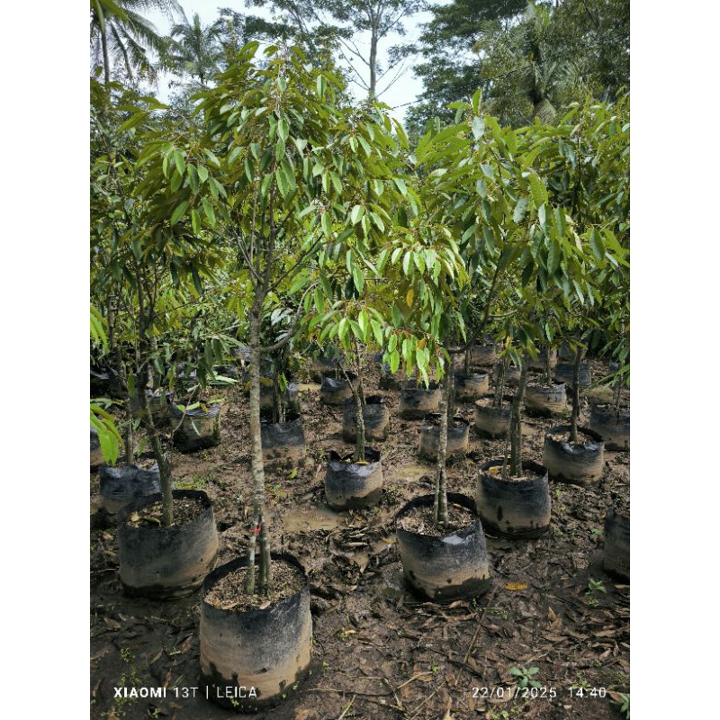 Jual bibit durian batang besar rimbun (dongkelan) | Shopee Indonesia