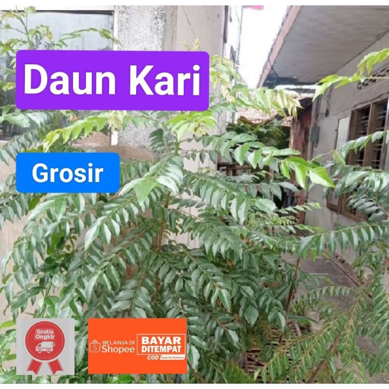 Jual Daun Kari/Kare/Karih Segar | Shopee Indonesia
