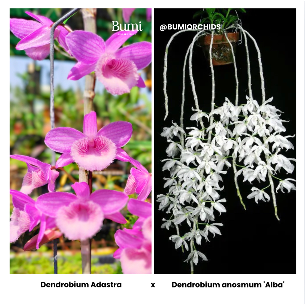 Jual BUMI ORCHIDS Dendrobium Adastra x Dendrobium anosmum 'Alba ...