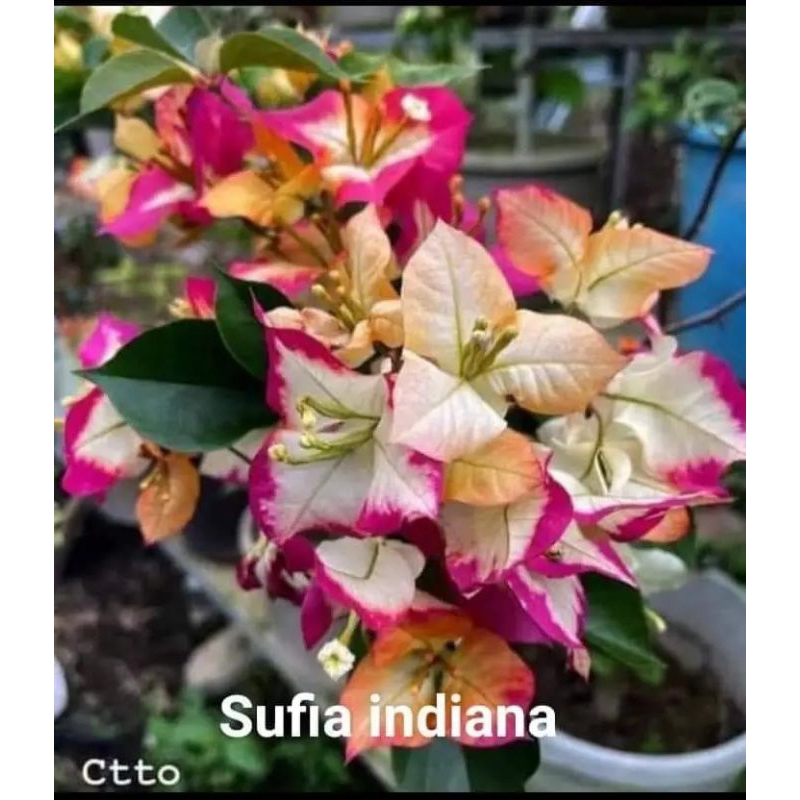 Jual Bougenvile Sufia Indiana Original Shopee Indonesia