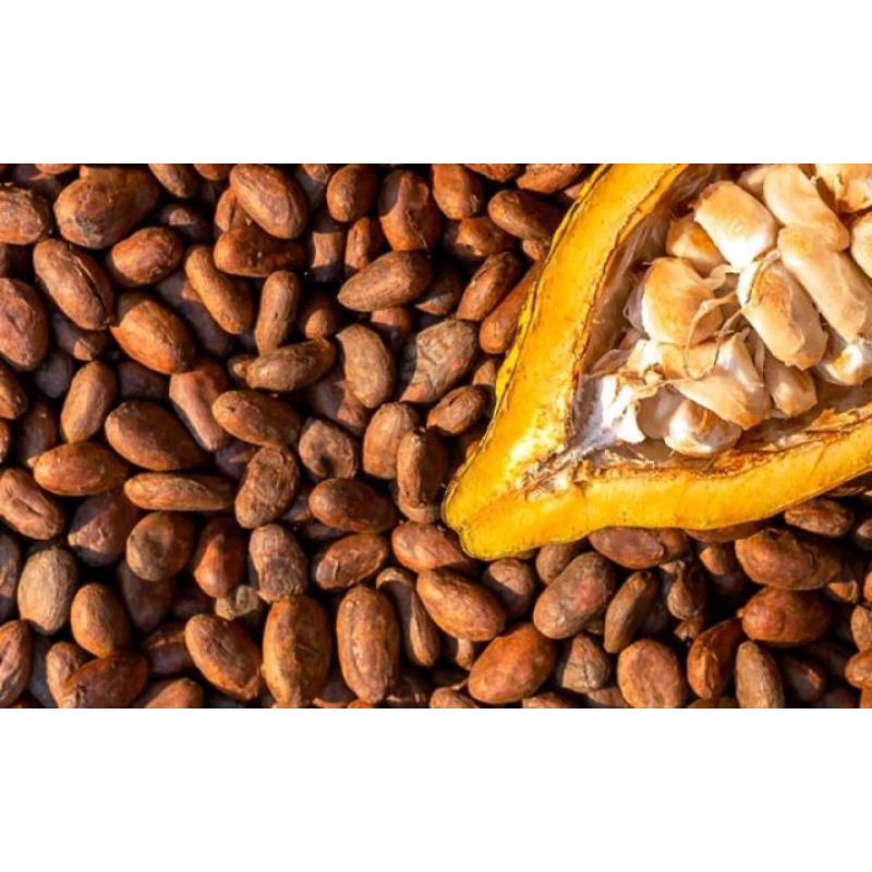 Jual Biji Kakao kering 1 Kg /cacao/biji coklat | Shopee Indonesia