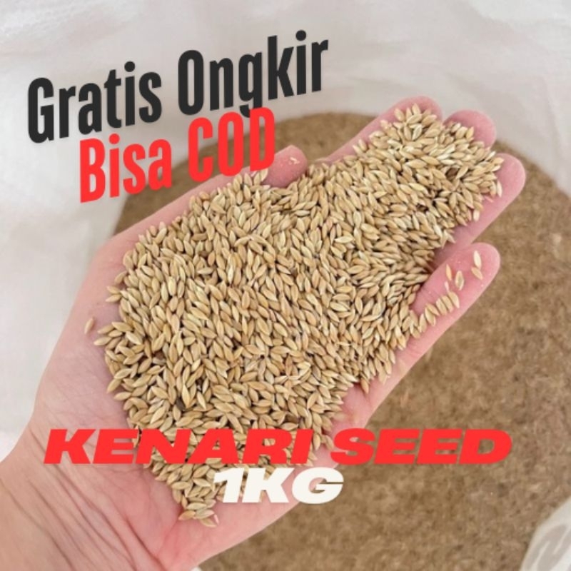 Jual PREMIUM KENARI SEED 1kg - PAKAN BURUNG BERKUALITAS | Shopee Indonesia