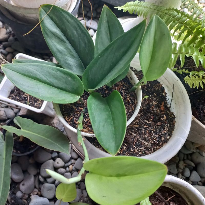 Jual Scindapsus trebuii moonlight/sirih gading silver | Shopee Indonesia