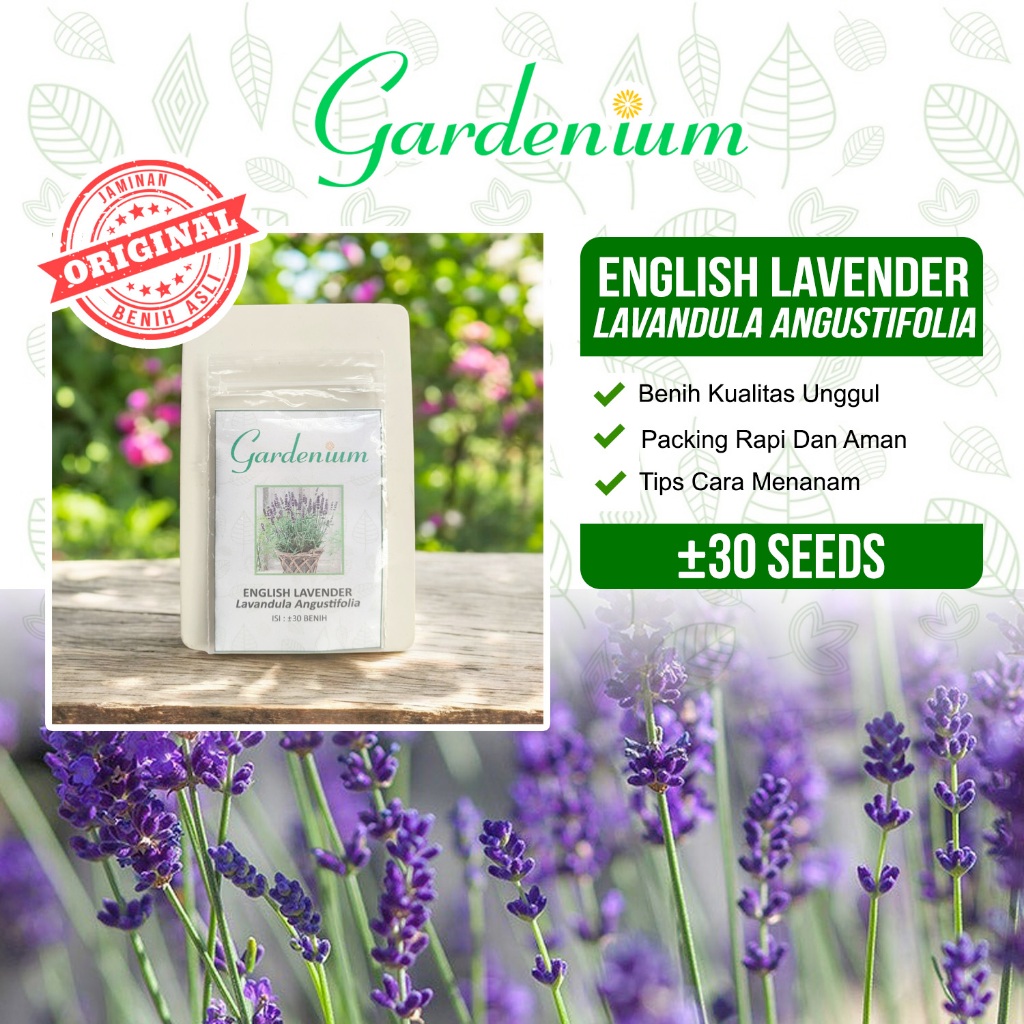 Jual GARDENIUM Benih Bunga English Lavender Tanaman Bunga | Shopee ...