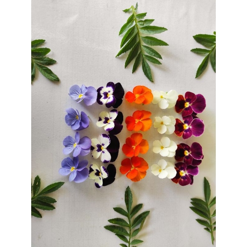 Jual EDIBLE FLOWER VIOLA VIRAL | Shopee Indonesia