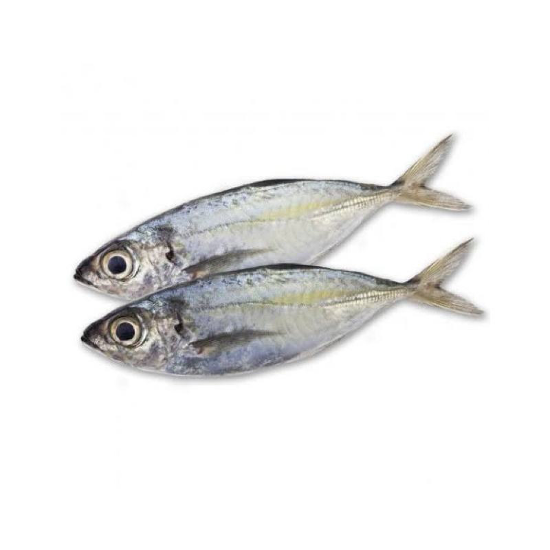 Jual Ikan Gembung Mata Besar Marinasi | Shopee Indonesia