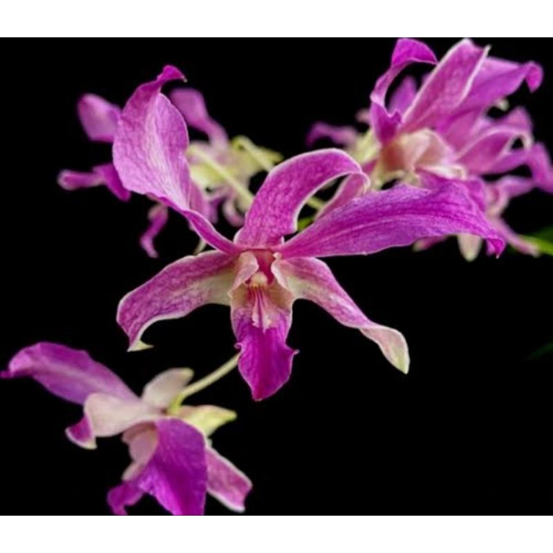 Jual Anggrek jadul Dendrobium Superbien | Shopee Indonesia