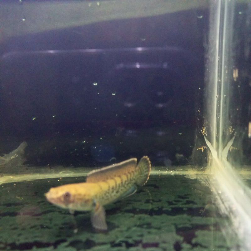 Jual sticker chana andrao 4-5cm | Shopee Indonesia