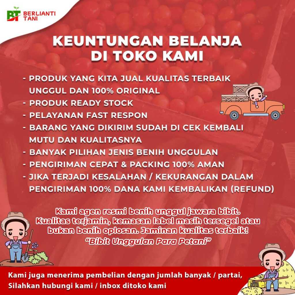 Jual BENIH JAGUNG MANIS BIMMO ISI 500 GRAM ( -/+ 3.500 Biji ) | Shopee ...