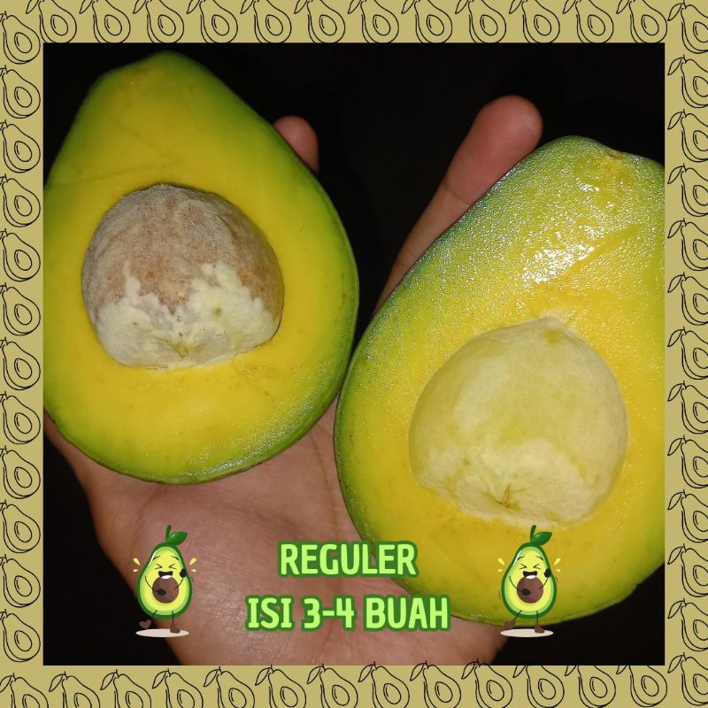 Jual Alpukat Mentega Kulit Tipis Lokal Boyolali isi 3,4,5 Fresh Full ...