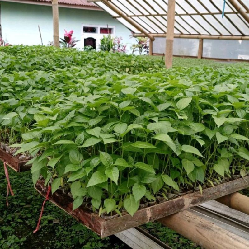 Jual KEBUN_SUBUR EZA - Bibit Cabe Rawit Kaliber Siap Tanam | Shopee ...