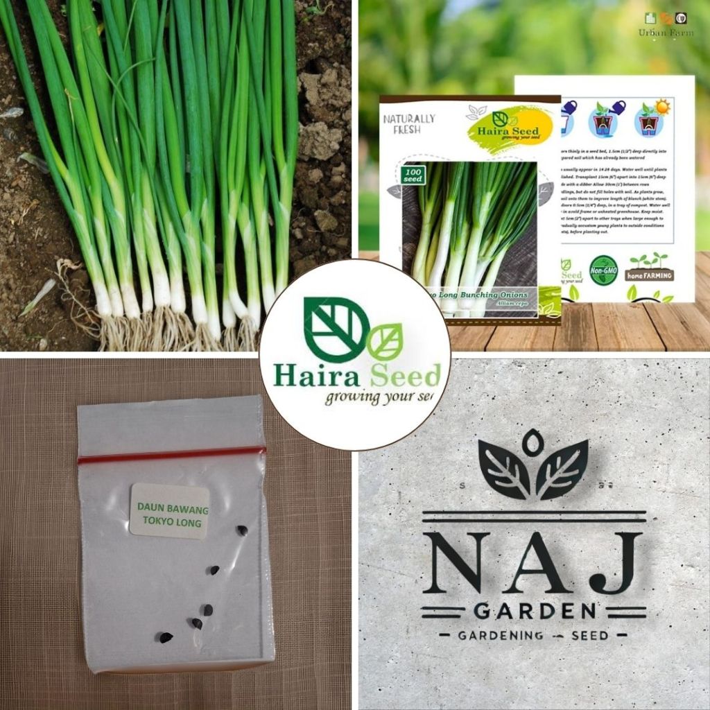 Jual Benih Daun Bawang Tokyo Long Berkualitas dari Haira Seed (isi 5 ...
